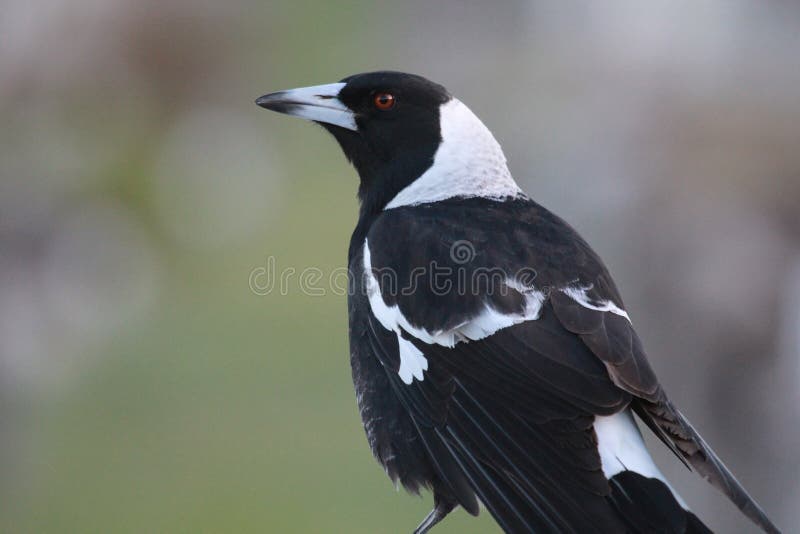 Australasian Corvid - the Magpie Stock Image - Image of native ...
