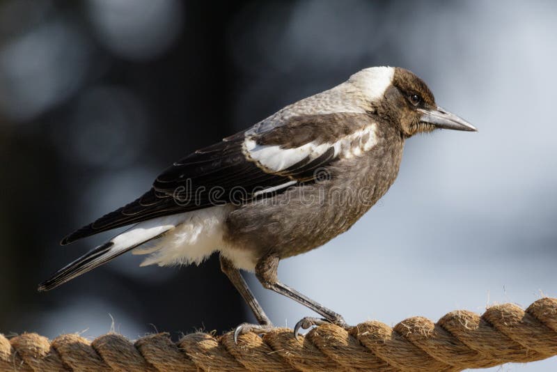 Australasian Corvid - the Magpie Stock Photo - Image of bird, plumage ...