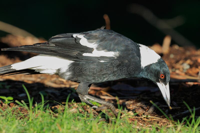 Australasian Corvid - the Magpie Stock Image - Image of exotic ...