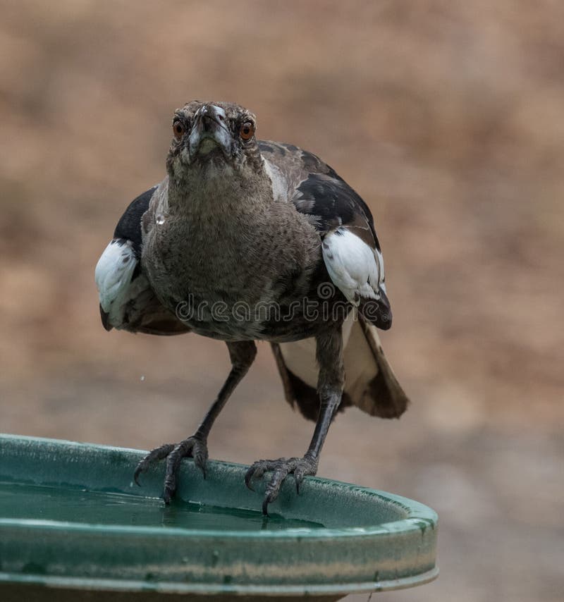 Australasian Corvid - the Magpie Stock Image - Image of call, bird ...