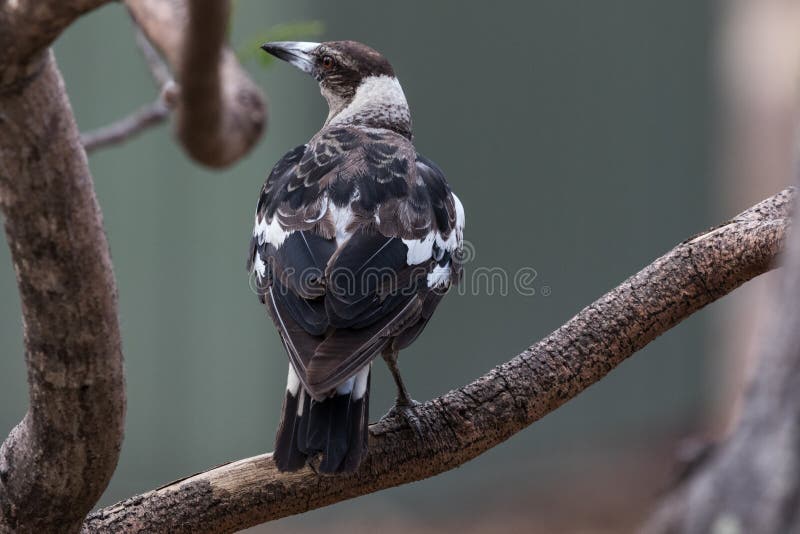 Australasian Corvid - the Magpie Stock Photo - Image of native ...