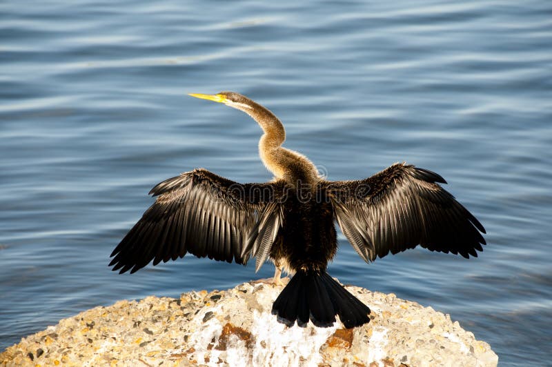 Australasian Darter Bird stock photo. Image of feather - 117486736
