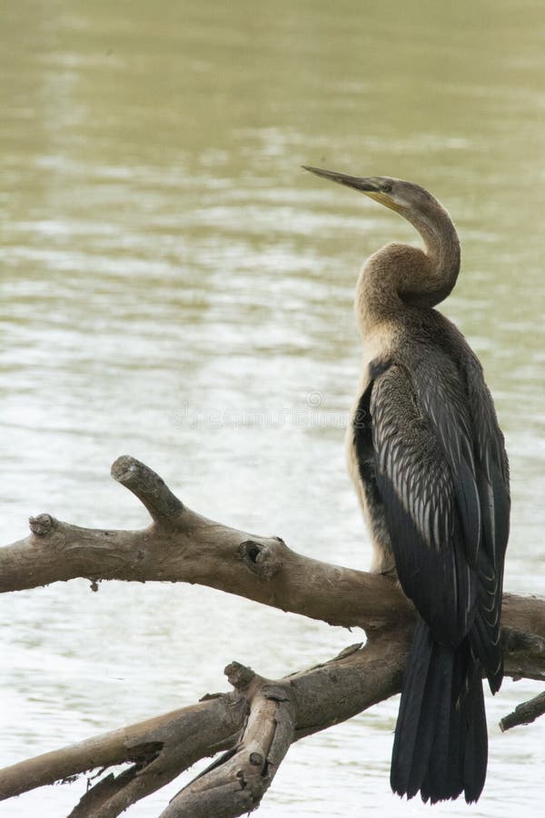 Darter bird stock photo. Image of feathers, drying, stretching - 106811068