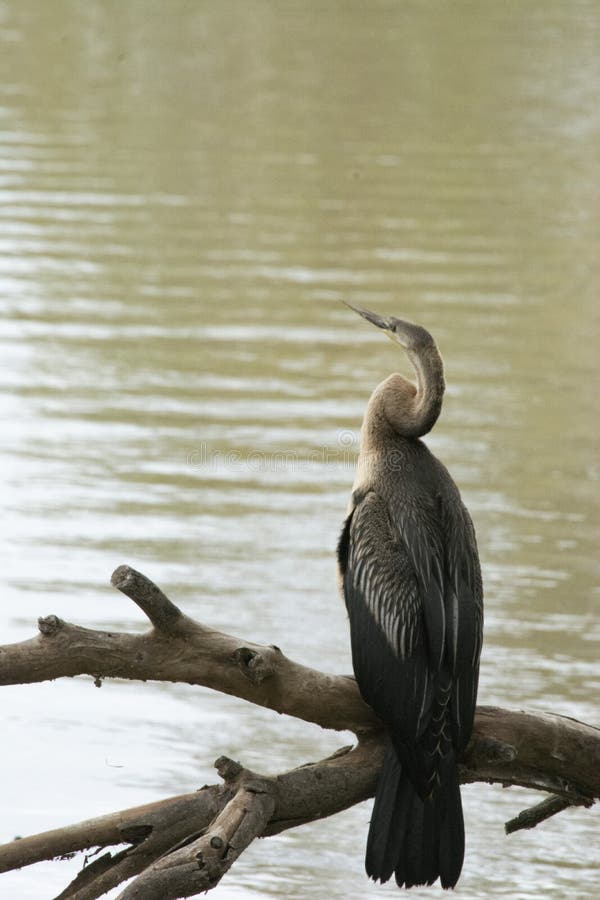 Darter bird stock photo. Image of feathers, drying, stretching - 106811068
