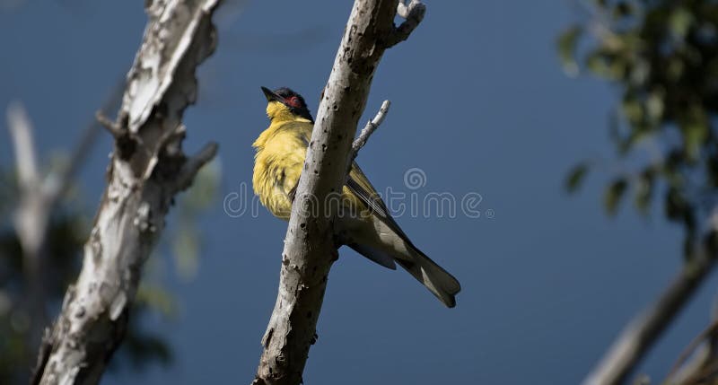 Australasian Figbird with Blind Eye Stock Photo - Image of avian ...