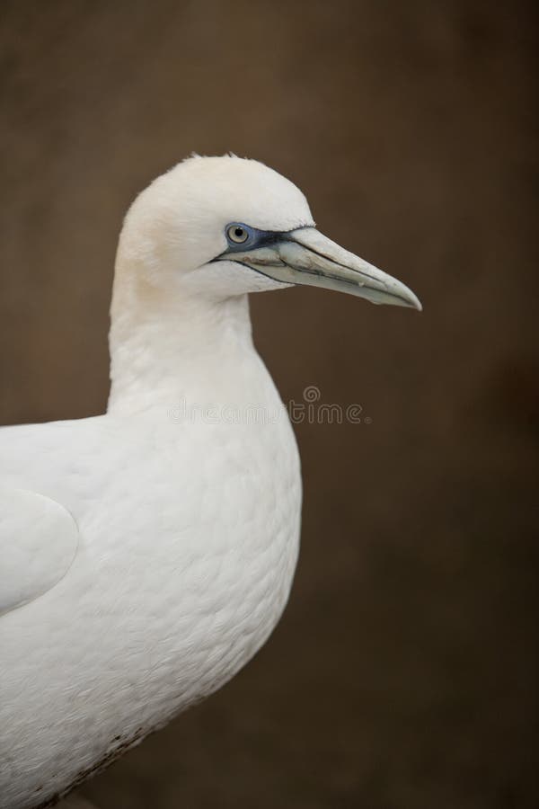Australasian Gannet stock photo. Image of nature, wildlife - 41551108