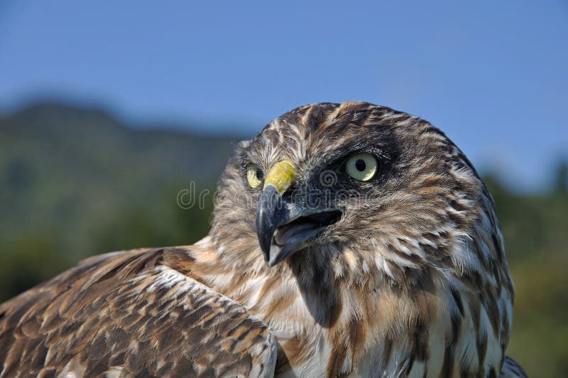 Australasian Harrier Hawk stock photo. Image of approximans - 25055136