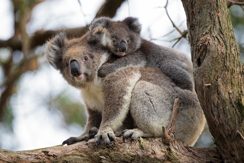 Australia Baby Koala Bear and Mom. Stock Image - Image of endemic, hair ...