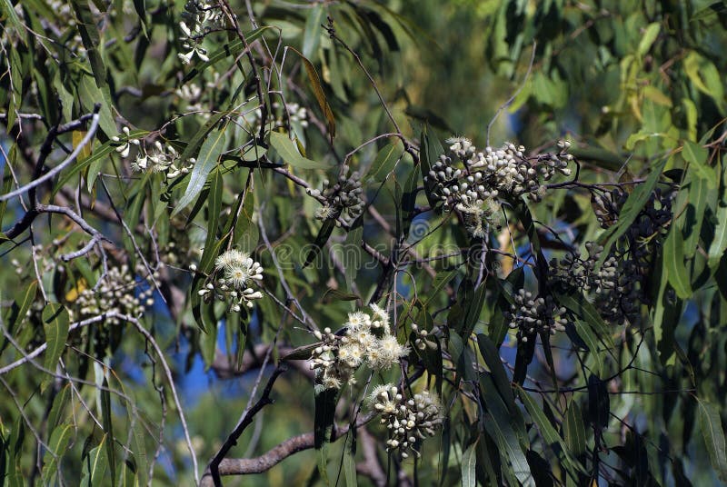 Australia, Black Peppermint Tree Stock Photo - Image of horizontal ...