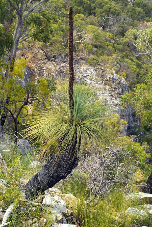 Australia: Grass Tree Flower Spike Stock Photo - Image of sunlit ...