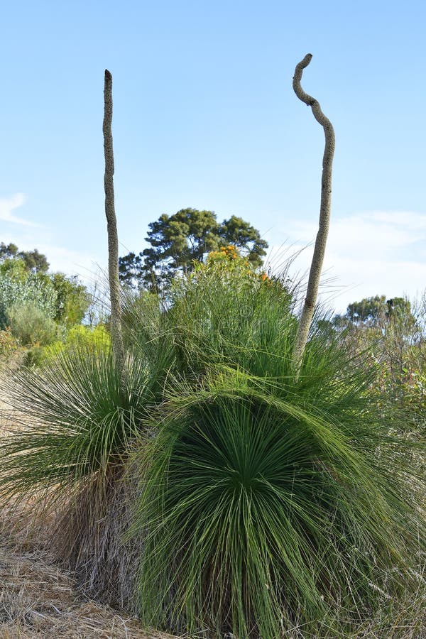 Australia, Botany, Grass Tree Stock Photo - Image of plant, endemic ...