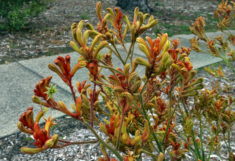 Australia, Botany, Kangaroo Paw Stock Photo - Image of kangaroo ...