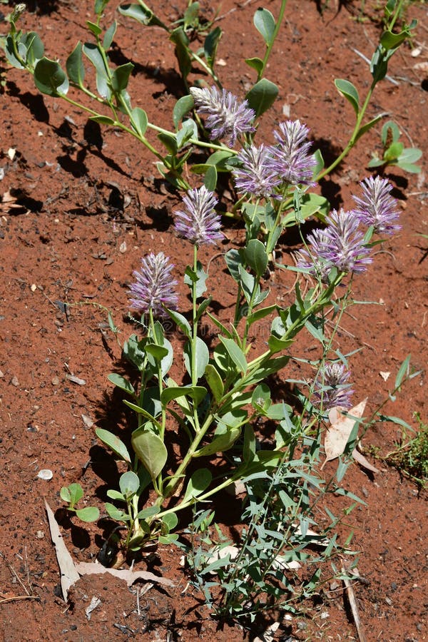 Australia, Botany, Wildflower Stock Image - Image of botany, nature ...