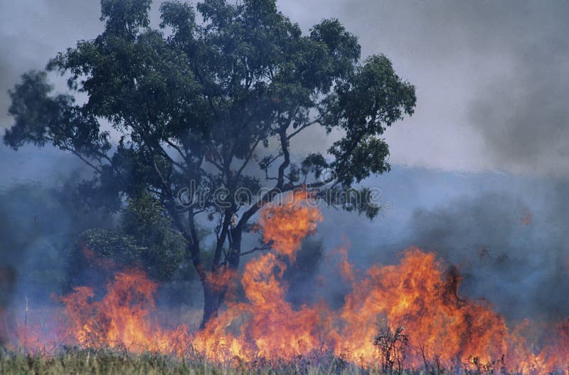 Australia Bush fire stock photo. Image of fire, 1384 - 30846284