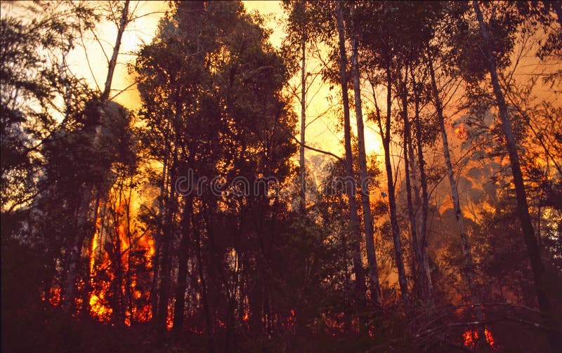 Bush Fire stock image. Image of bush, veld, burning, grass - 891853