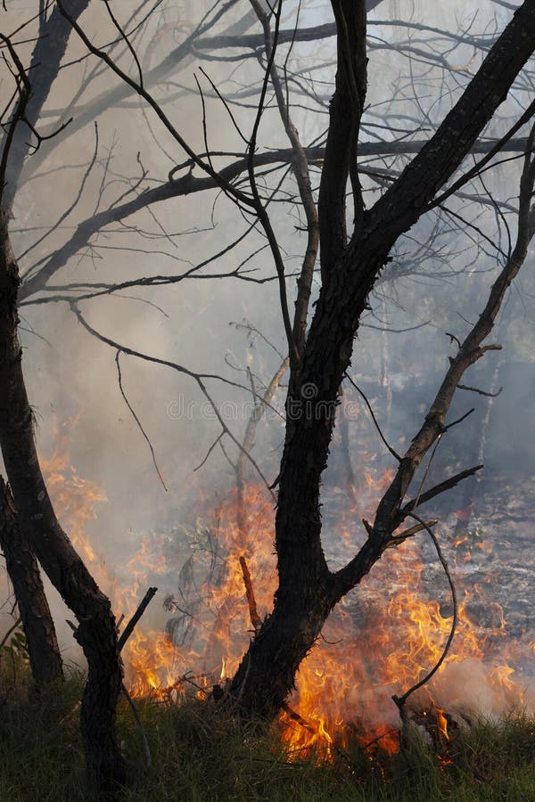 Australia Bushfires in Summer Fire Season Stock Image - Image of ...