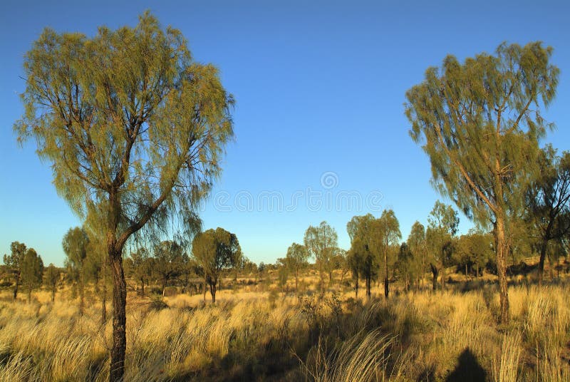 Australia, NT, Botany, stock photo. Image of nature, desert - 99670014