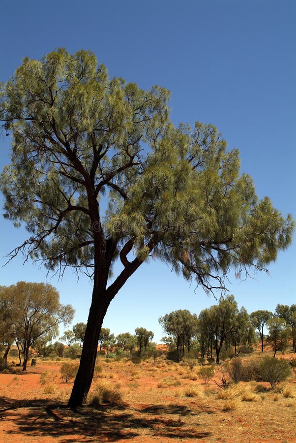 Desert Oak Tree Stock Photos - Download 1,045 Royalty Free Photos
