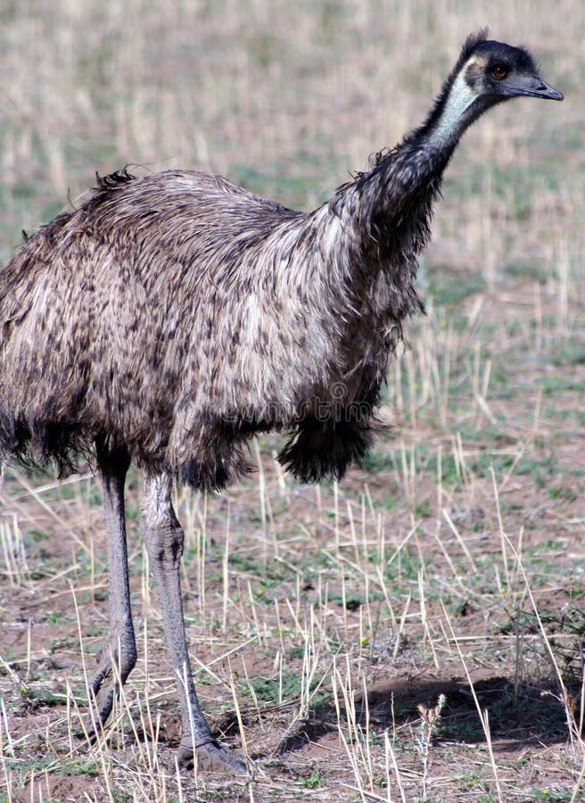 Emu Bird Walking, Australian Outback Picture. Image: 1887276