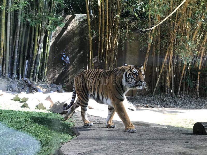 Prepared stock image. Image of australia, irwin, famous - 104904035