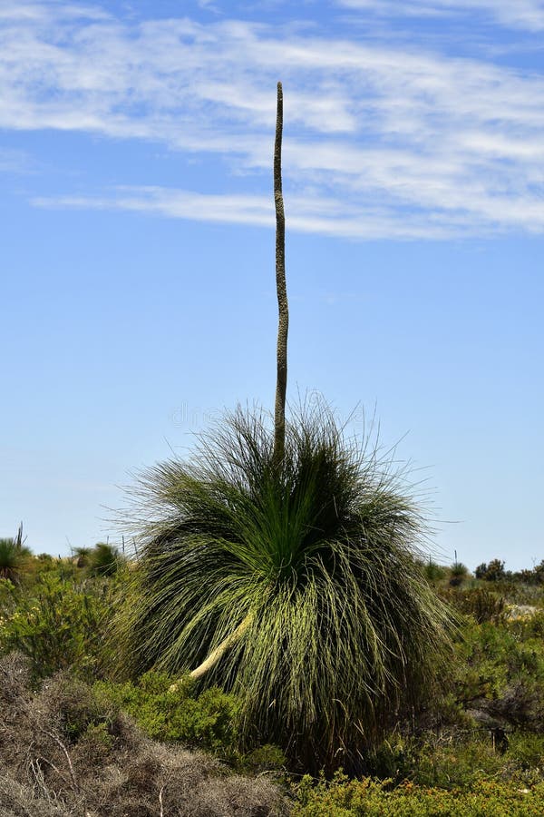 Australia: Grass Tree Flower Spike Stock Photo - Image of sunlit ...