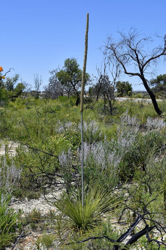 Australia, Botany, Grass Tree Stock Photo - Image of vertical, stem ...
