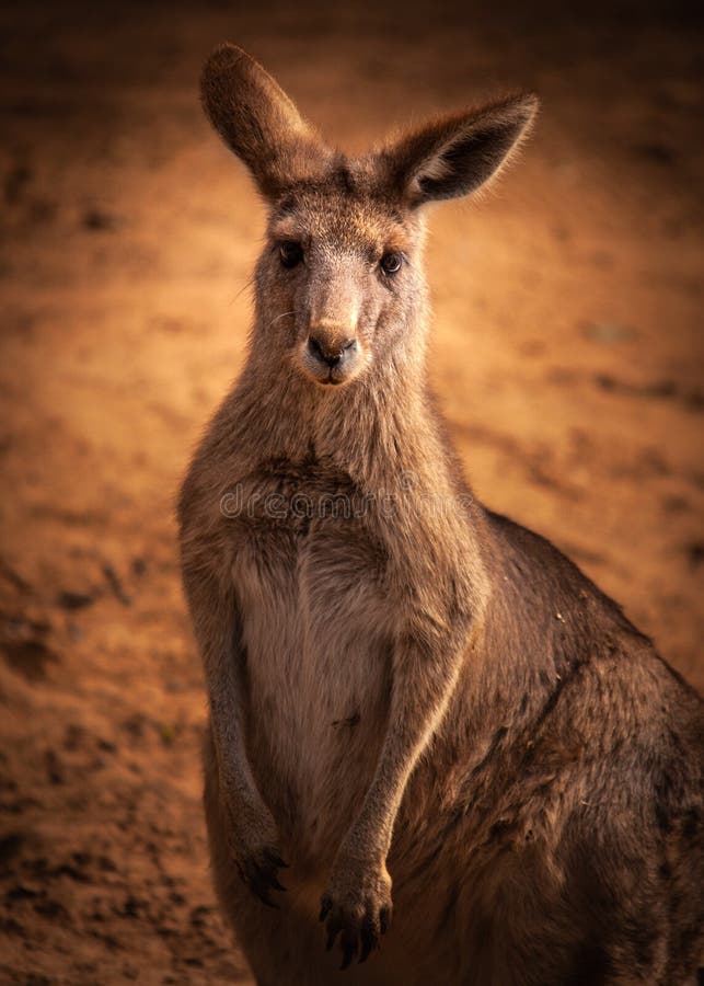 Australia Forest Fire Animals Images Kangaroos from Australia during ...