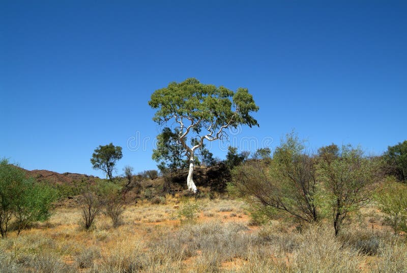 Australia, Ghost Gum Tree stock image. Image of eucalyptus - 211267165