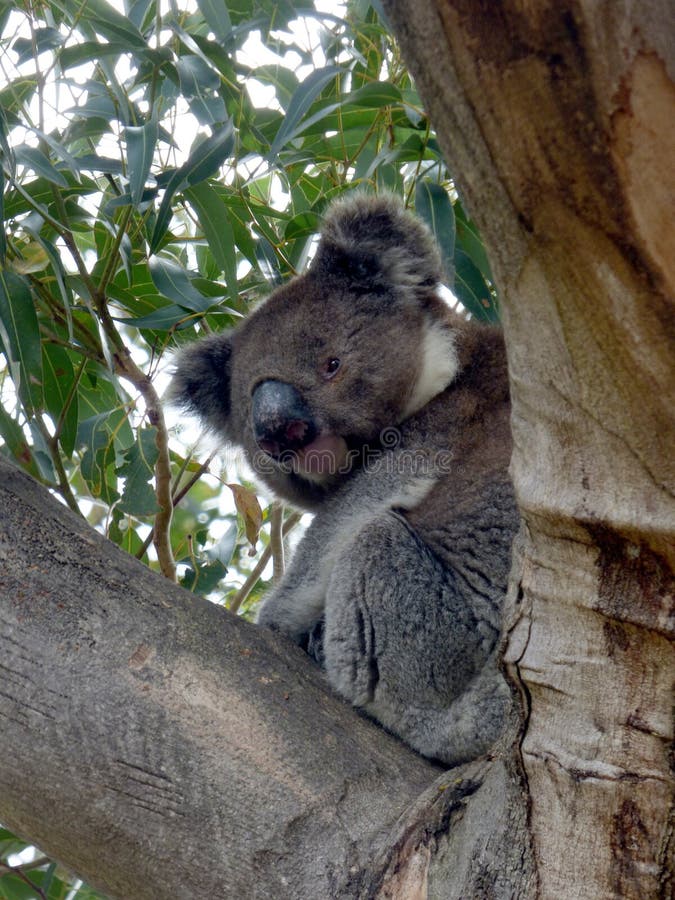 Australia, Outback, Meeting with a Koala Stock Photo - Image of ...