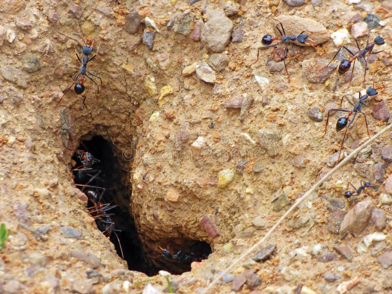 Australia, Kangaroo Island, Red Ants Stock Image - Image of food ...