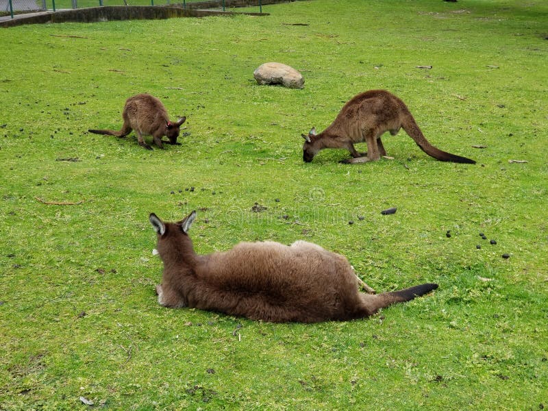 Australia Kangaroo zoo stock photo. Image of rodent - 188624744