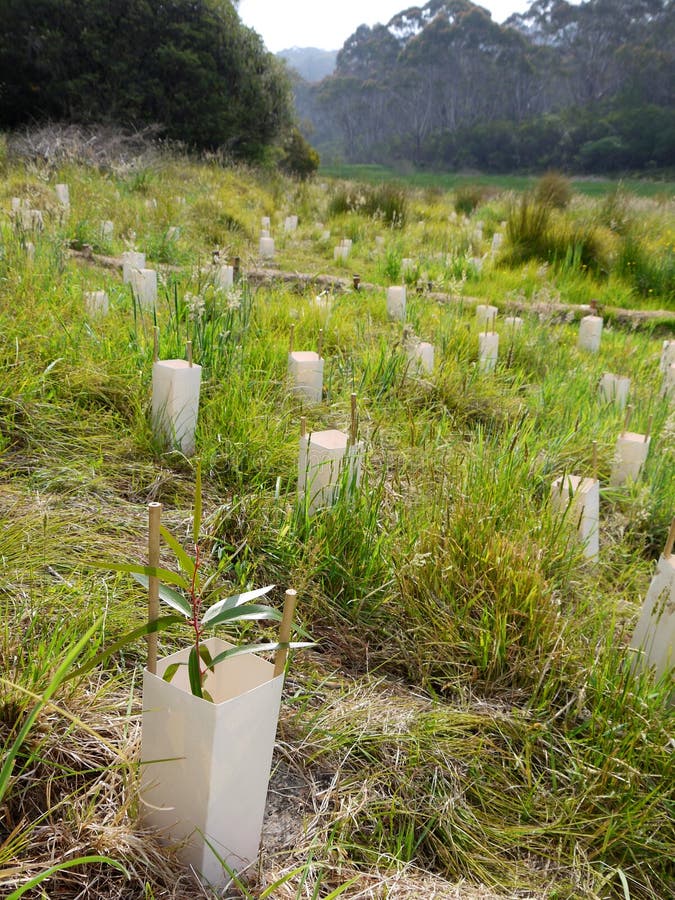 Australia: Native Bush Regeneration Tree Planting Stock Photo - Image ...