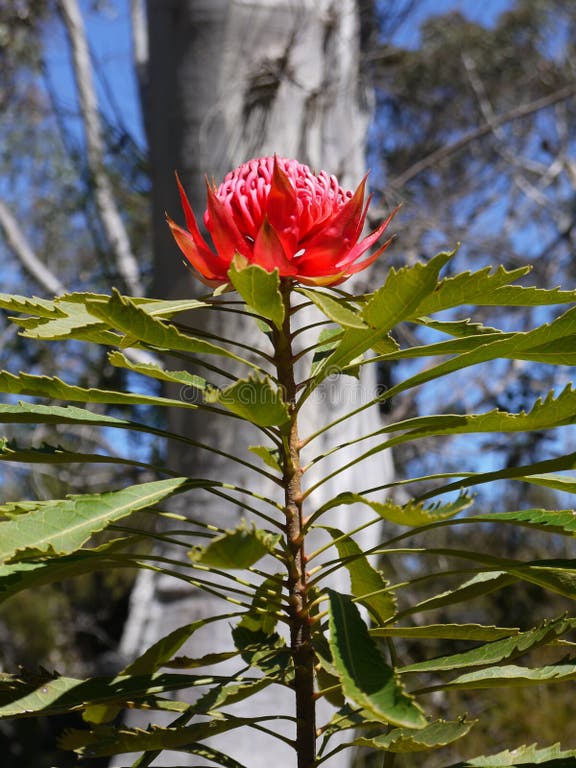 Australia: Native Waratah Flower Stock Photo - Image of wales ...