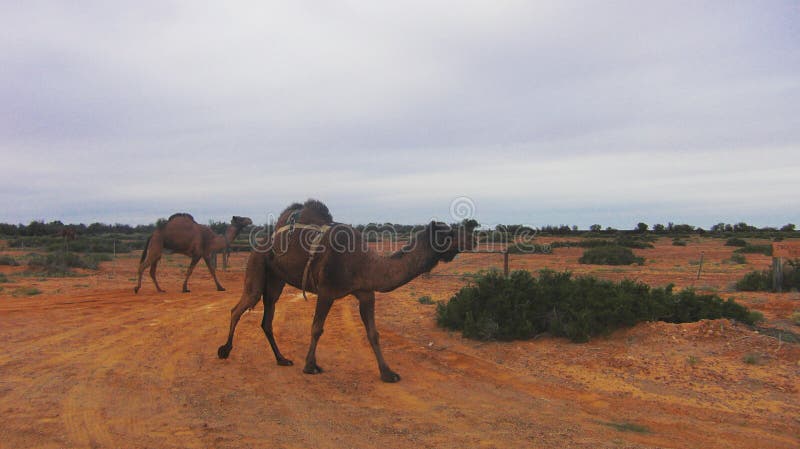 Australia stock photo. Image of australia, desert, camels - 97744602