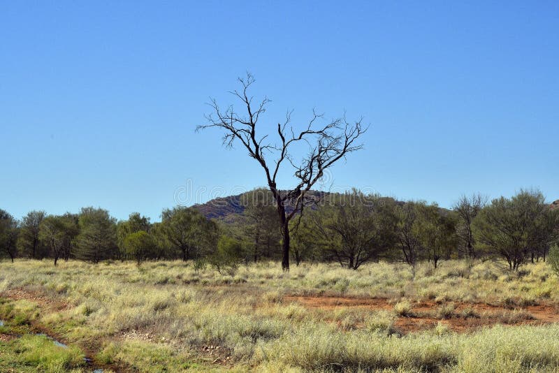Australia, Outback, Landscape Stock Photo - Image of steppe, grass ...