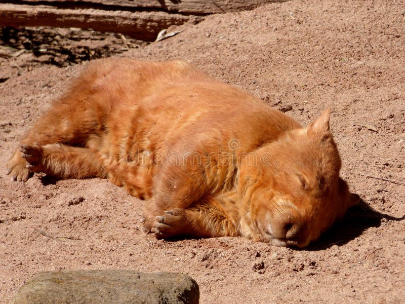 Australia, Outback, a Wombat Stock Image - Image of tasmania, wild ...