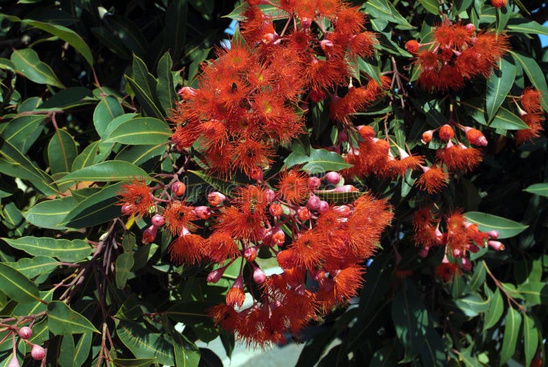 Australia, Red Flowering Gum Tree Stock Photo - Image of eucalyptus ...