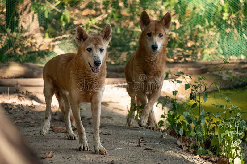 Australian Dingo Pack