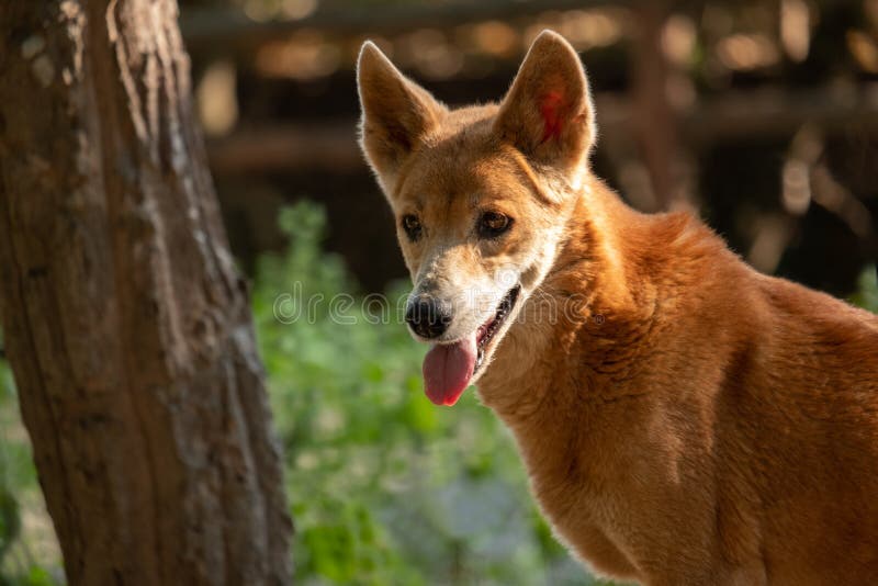 Australian Dingo Pack