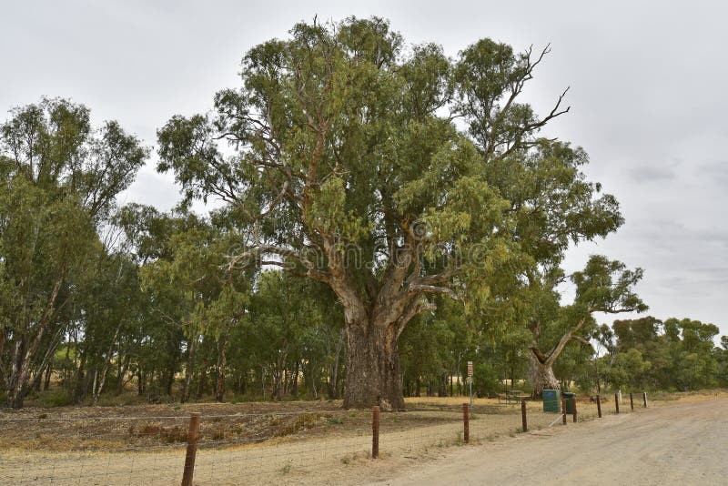Australia, South Australia, Eucalyptus Stock Image - Image of ...