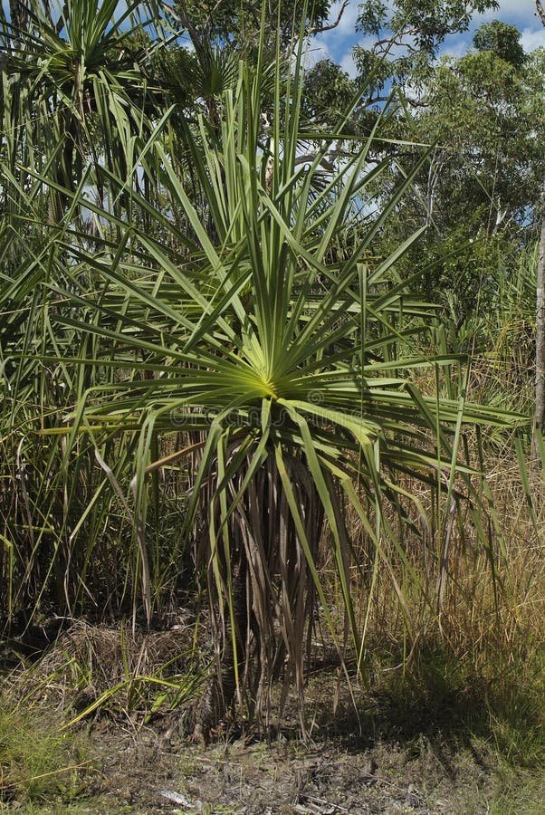 Australia, Botany, Palm stock photo. Image of spiralis - 105591726