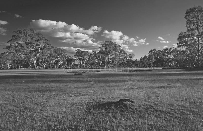 Australia: Landscape with Trees and Swamps in Queensland Stock Photo ...