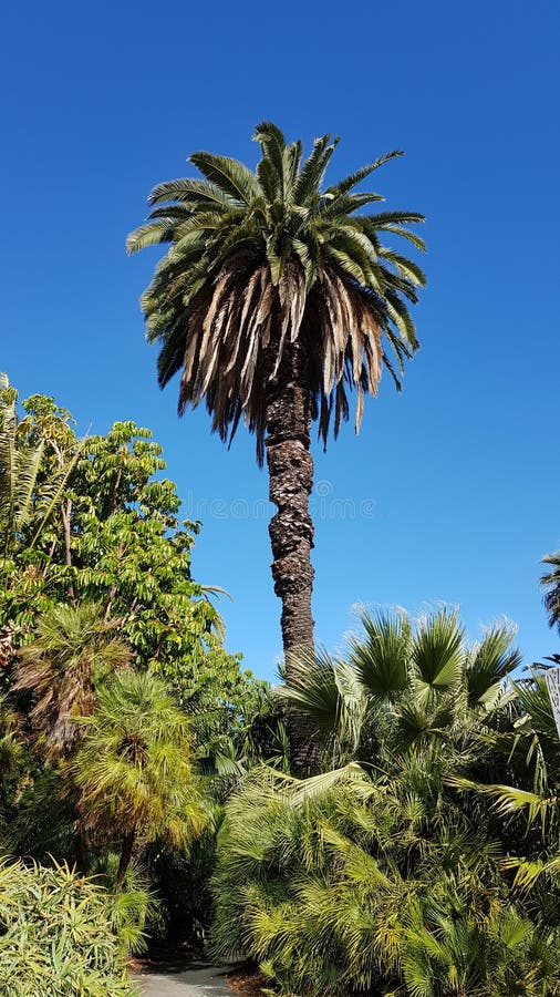 Australia Tree Perth Sun Palm Park Green Sky Single Green Work Seaman ...
