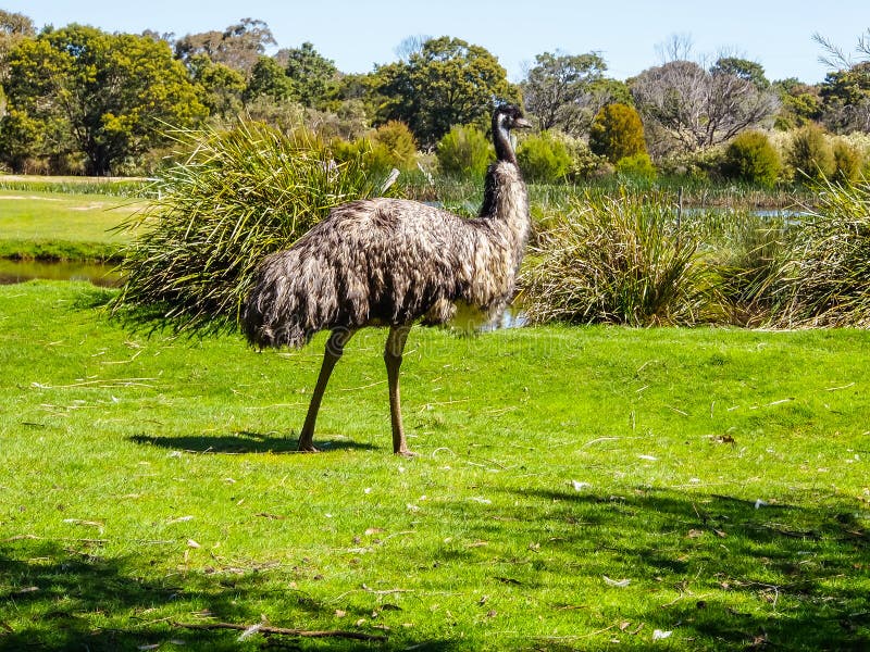 Australia Wild Emu Bird in Cage Stock Image - Image of beak, aussie ...