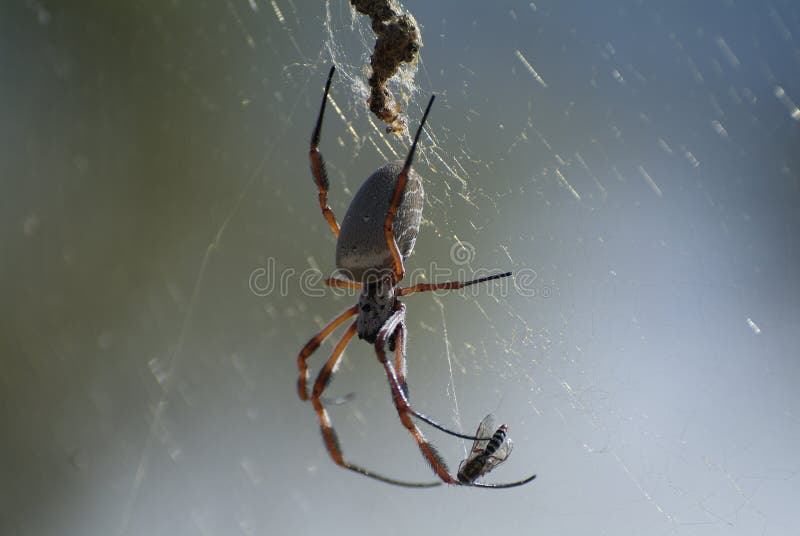 Australia, Zoology stock image. Image of horizontal, spider - 74057711