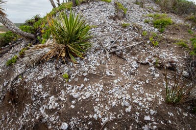 Australian Aboriginal Midden Stock Photo - Image of aboriginal, ancient ...
