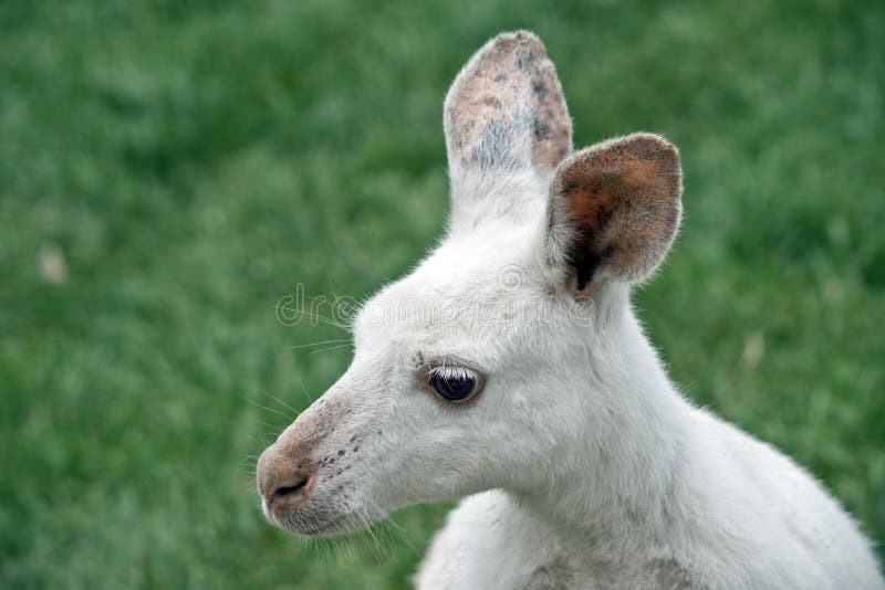 Australian albino kangaroo stock photo. Image of close - 108020300