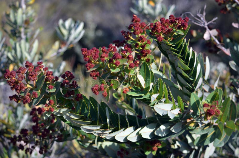 Australian Angophora Tree Laden with Flower Buds Stock Photo - Image of ...