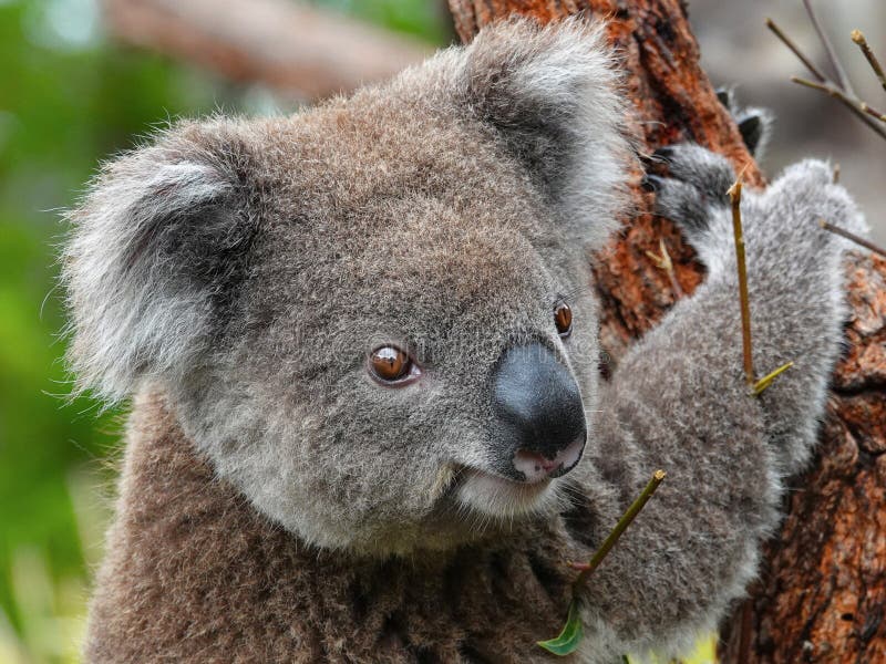 Koala Australian Animals stock photo. Image of wildlife - 359182526