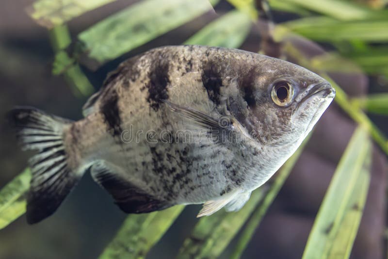 Archer Fish stock photo. Image of swim, fish, toxotes - 361371360